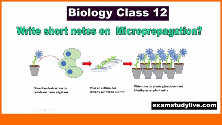 Micropropagation class 12 - Definition, Types, Steps, Advantages ...